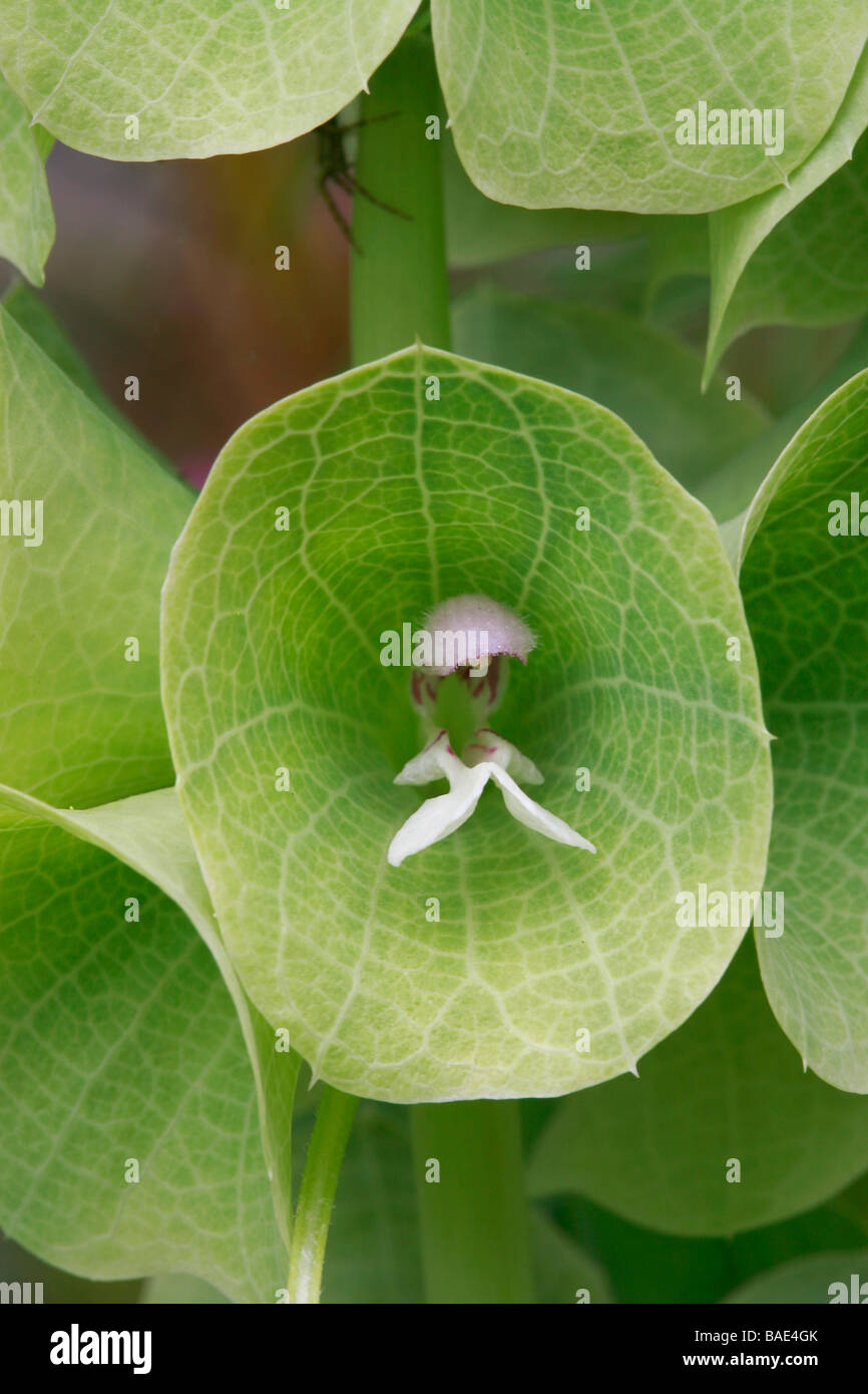 Moluccella hi-res stock photography and images - Alamy