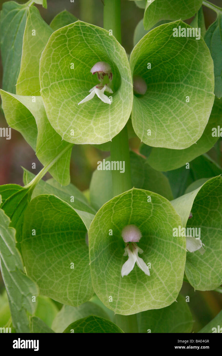 Moluccella hi-res stock photography and images - Alamy