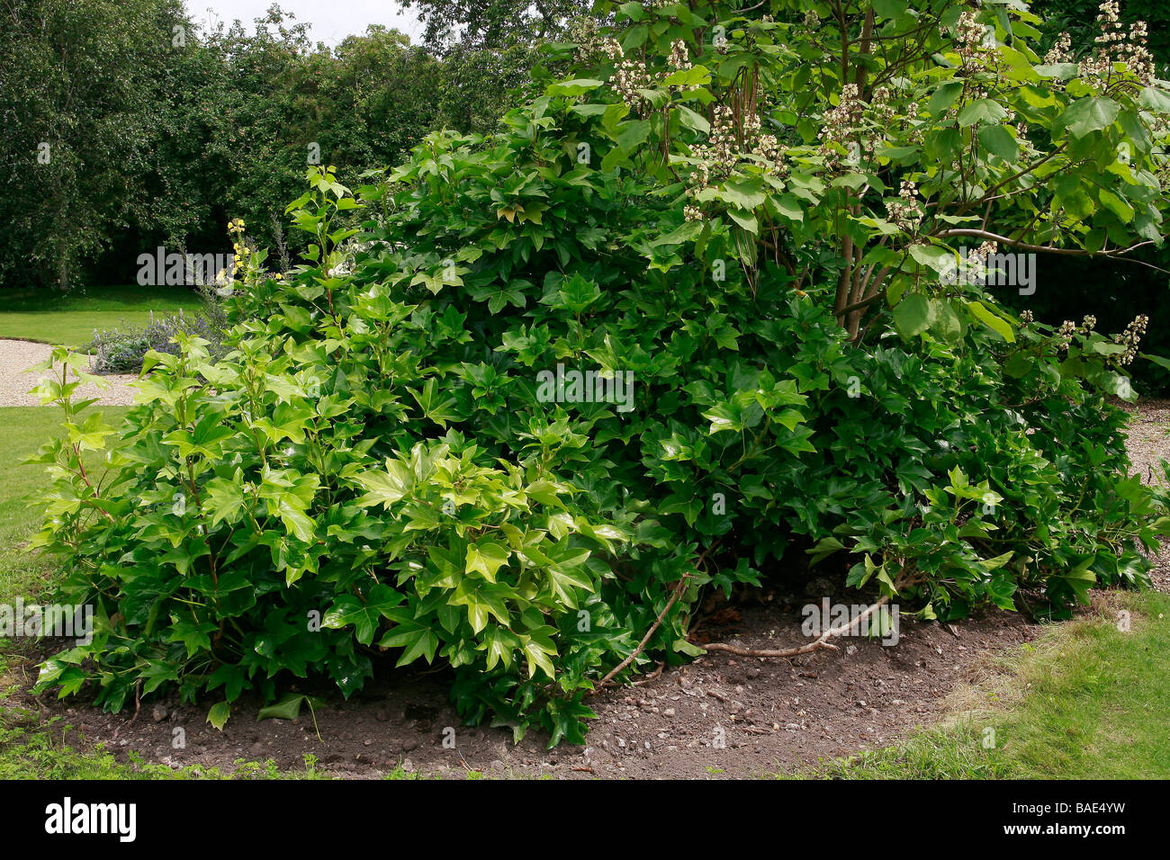 Fatshedera lizei hi-res stock photography and images - Alamy