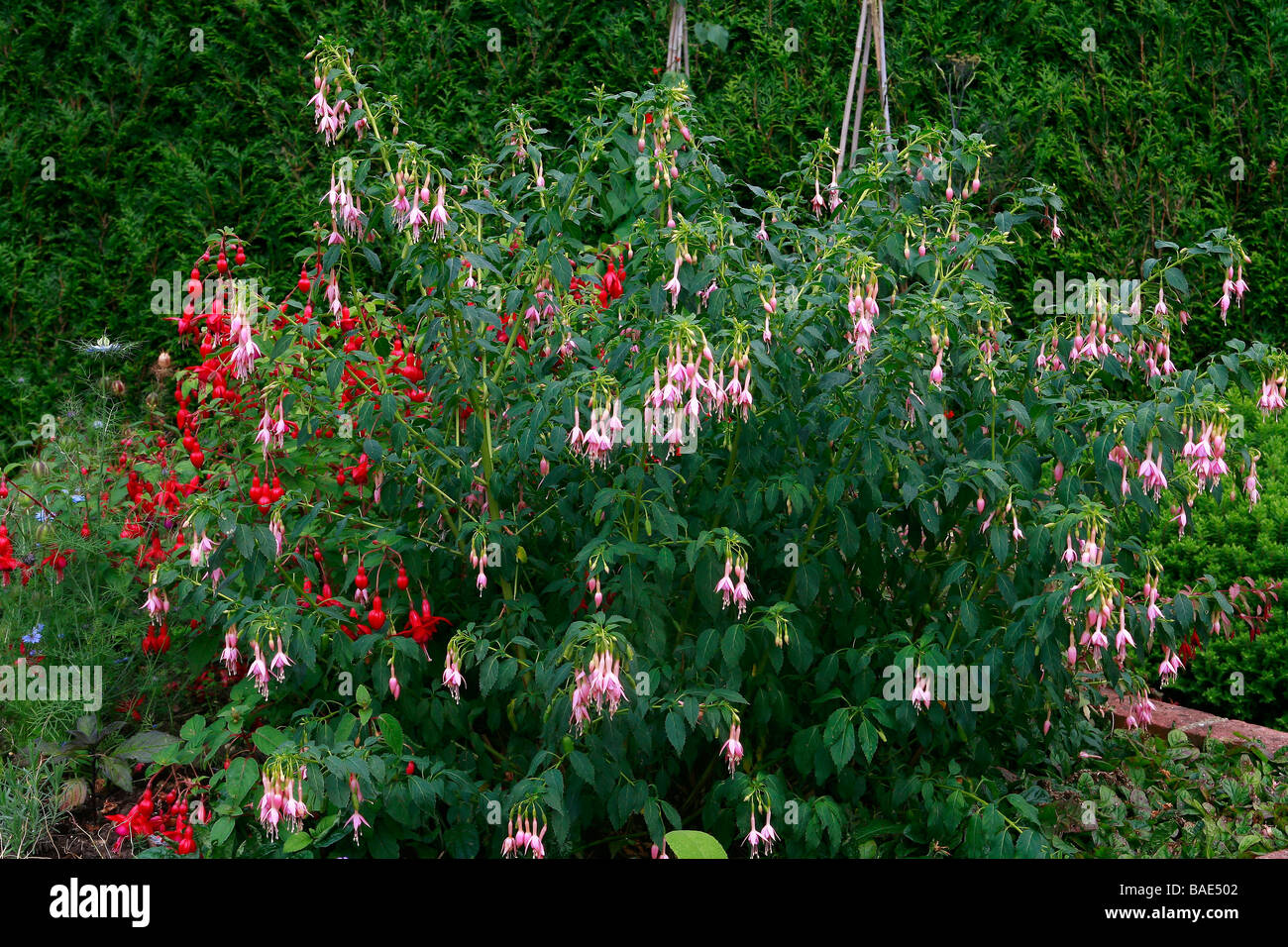 Fuchsia Hybrida High Resolution Stock Photography and Images - Alamy