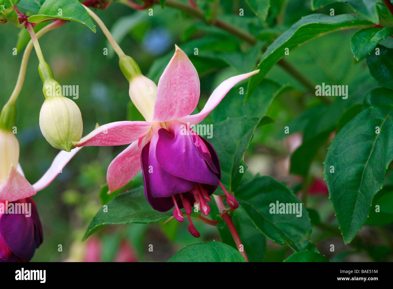 Fuchsia hybrida Constance Stock Photo - Alamy