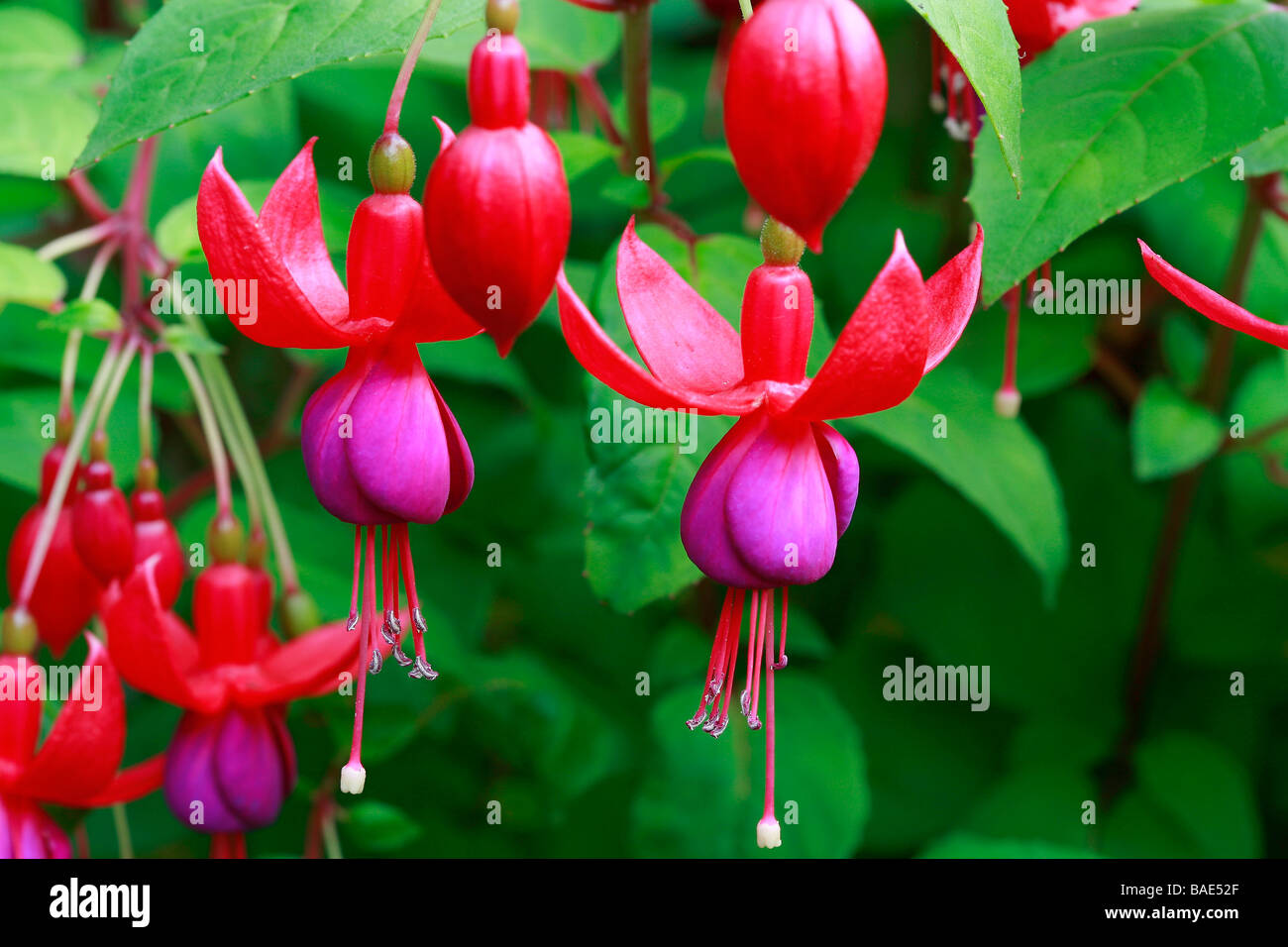 Fuchsia hybrida Tom Thumb Stock Photo - Alamy