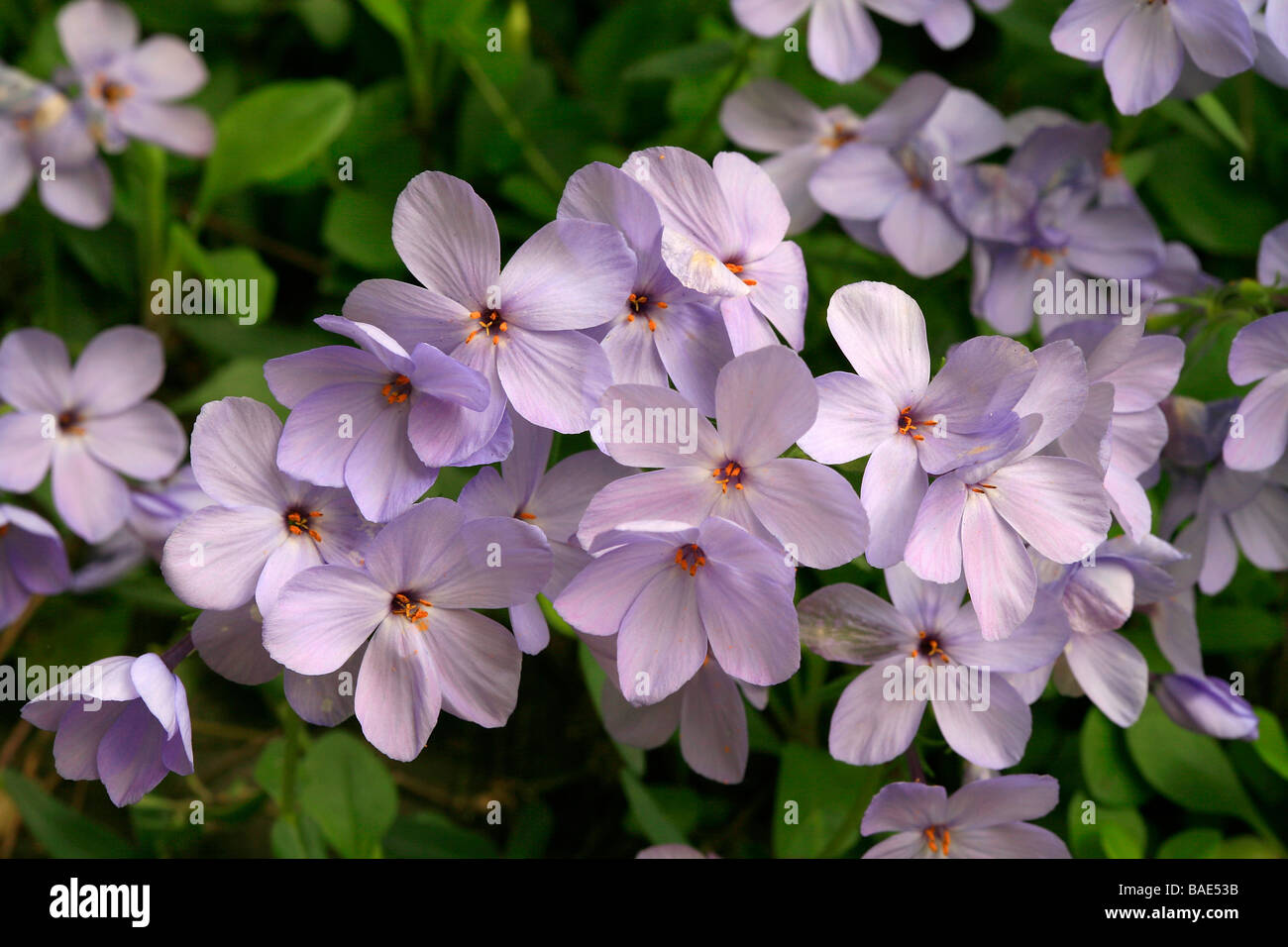 Divaricata High Resolution Stock Photography and Images - Alamy