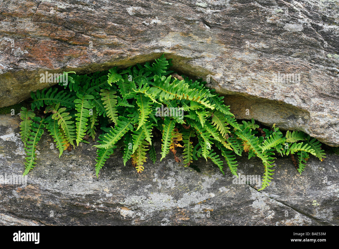 Polypodium vulgare hi-res stock photography and images - Alamy