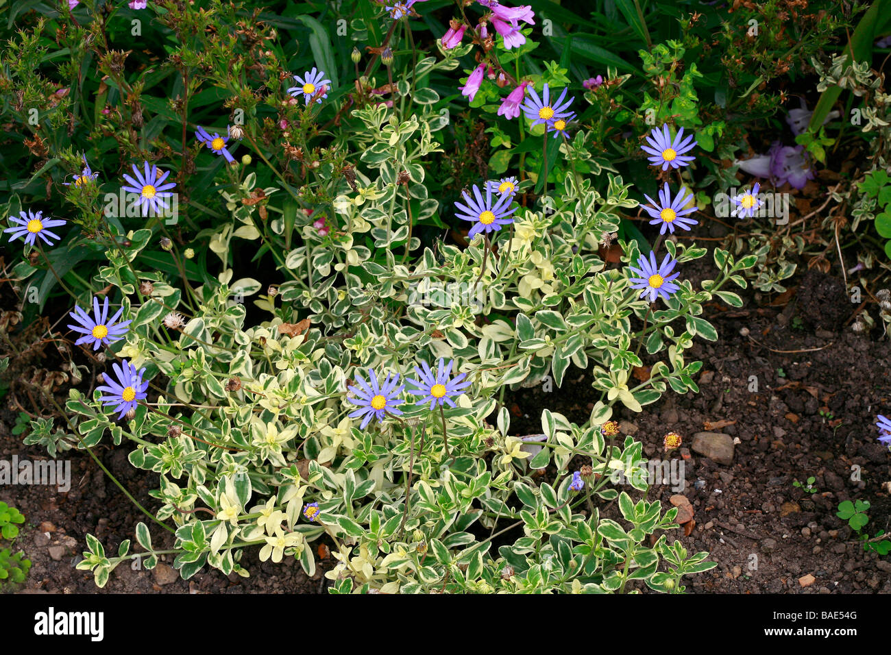 Felicia amelloides Variegata Stock Photo - Alamy
