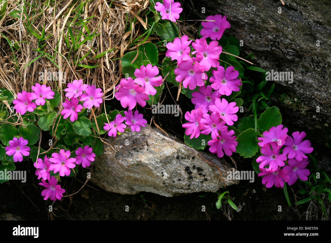 Primula hirsuta hi-res stock photography and images - Alamy