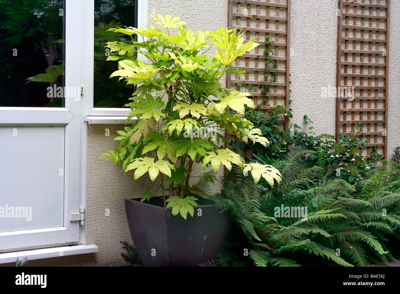Fatsia hi-res stock photography and images - Alamy