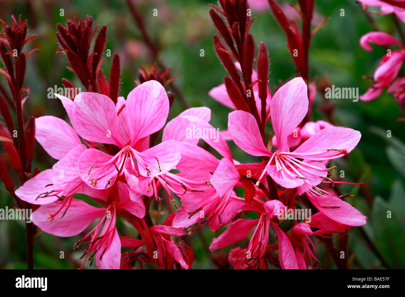 Gaura lindheimeri hi-res stock photography and images - Alamy