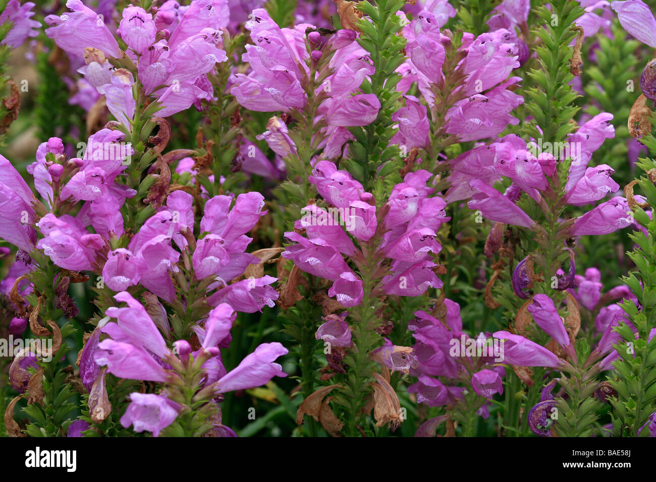 Physostegia virginiana hi-res stock photography and images - Alamy