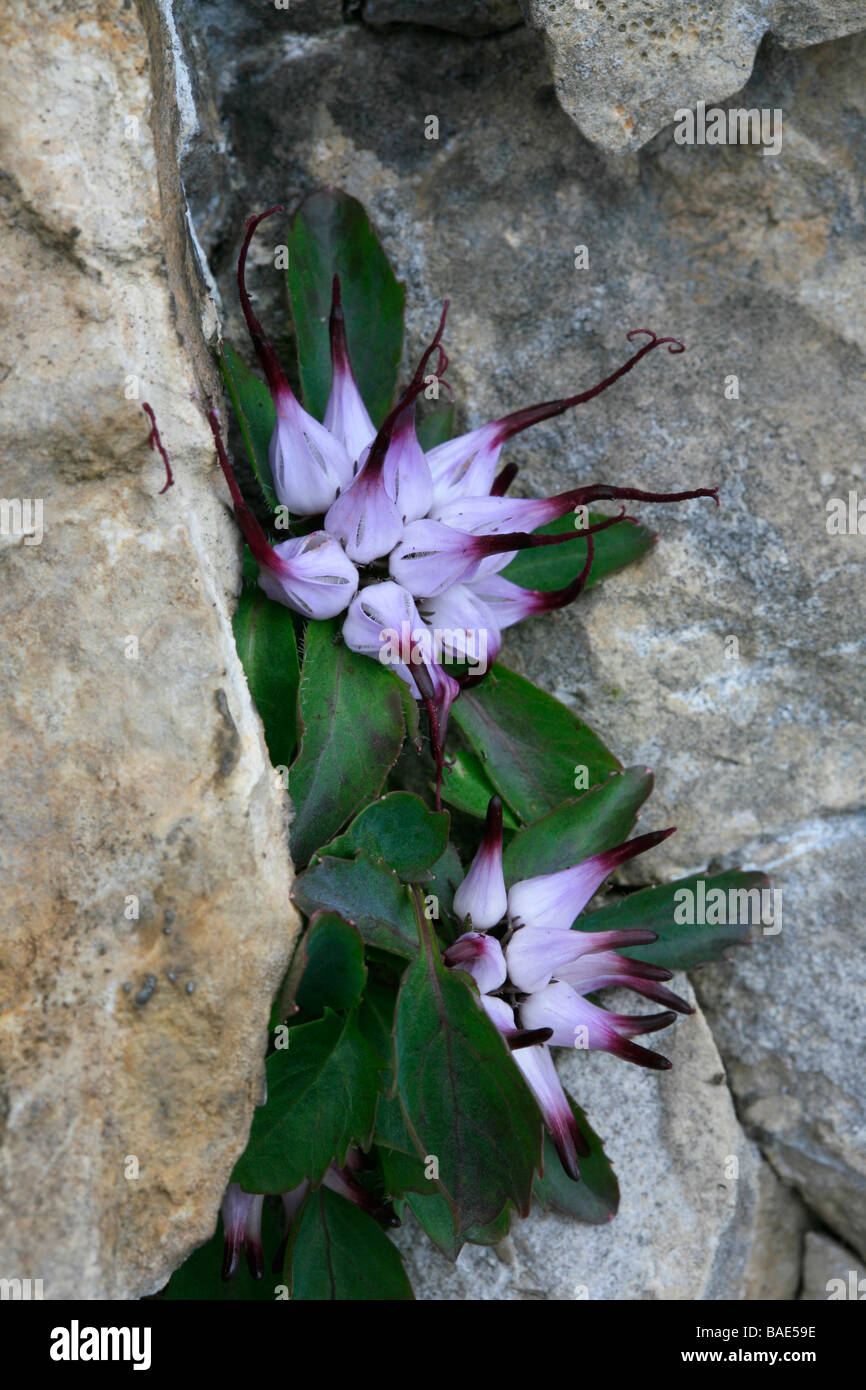 Phyteuma comosum hi-res stock photography and images - Alamy