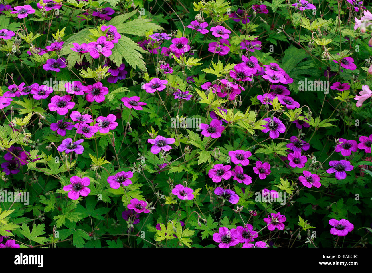 Geranium Ann Folkard Stock Photo - Alamy
