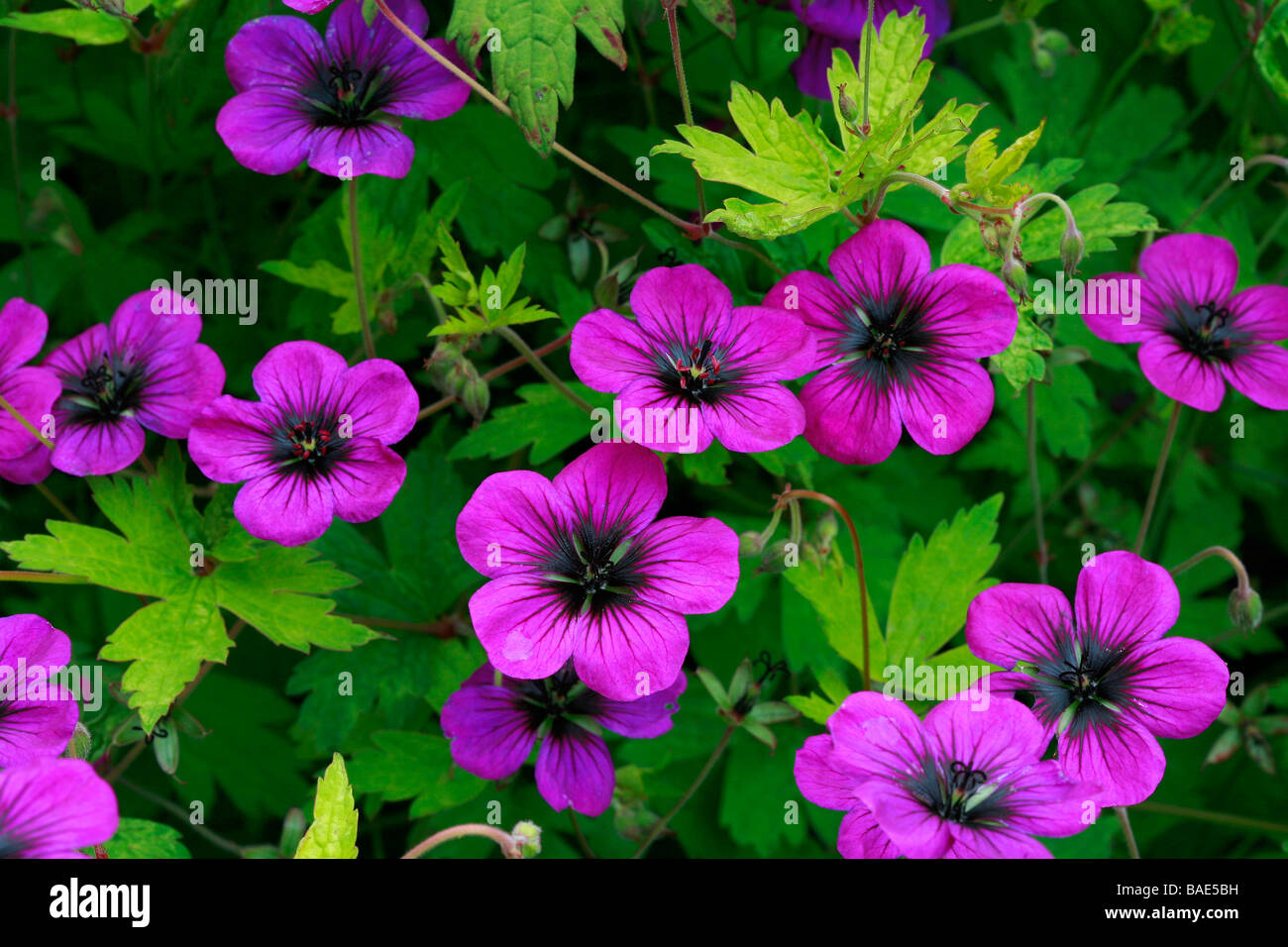 Geranium ann folkard hi-res stock photography and images - Alamy