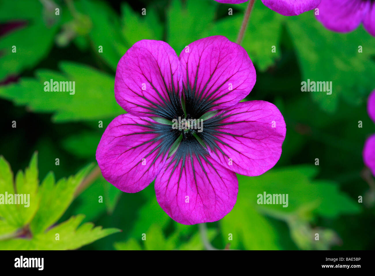 Geranium ann folkard hi-res stock photography and images - Alamy