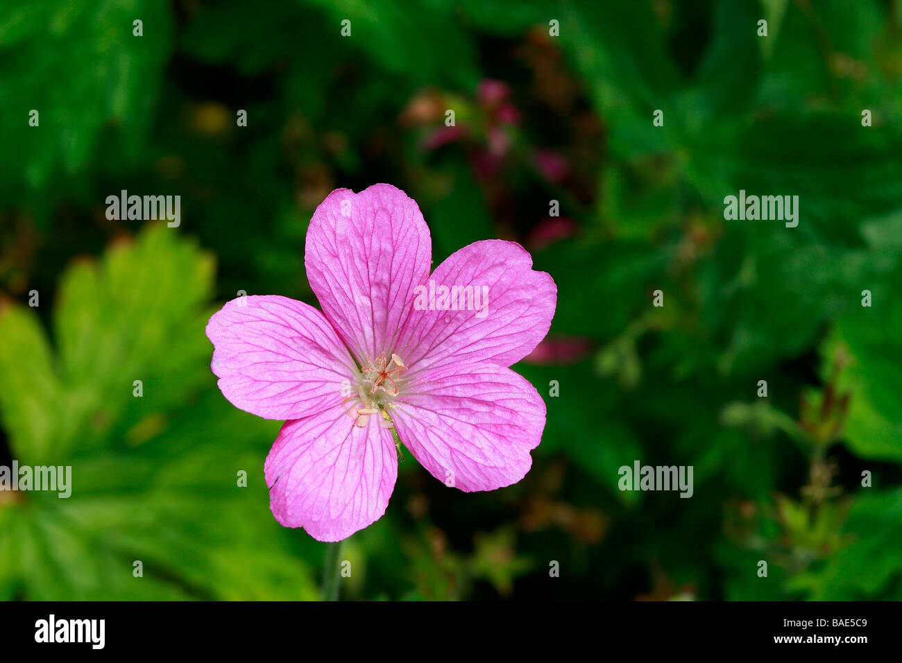 Geranium endressii hi-res stock photography and images - Alamy
