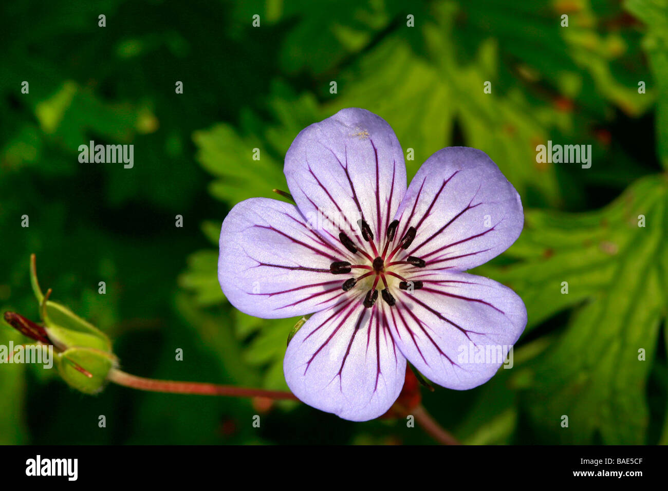 Geranium wallichianum hi-res stock photography and images - Alamy