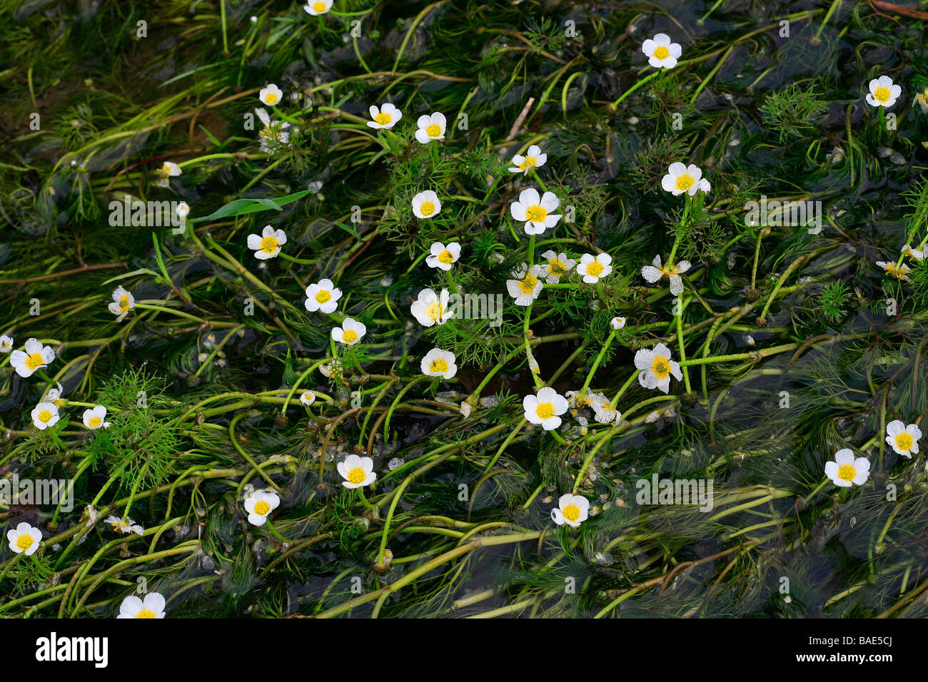 Ranunculus fluitans hi-res stock photography and images - Alamy