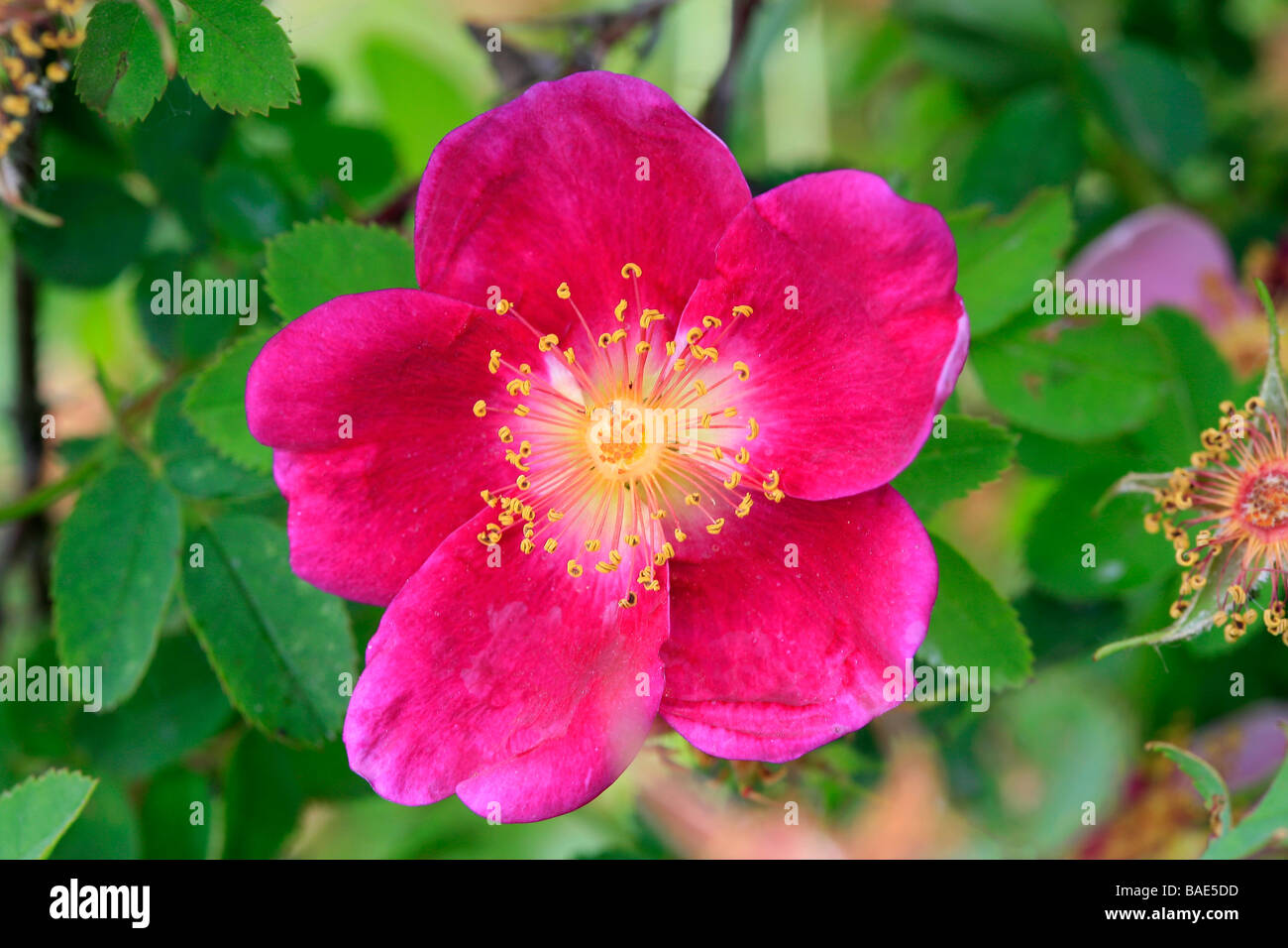 Rosa Single Cherry Stock Photo - Alamy