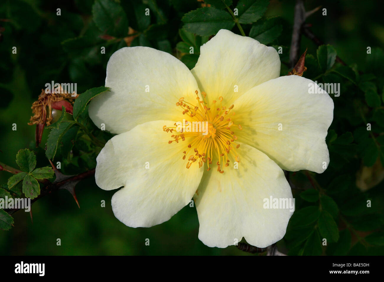 Rosa primula hi-res stock photography and images - Alamy