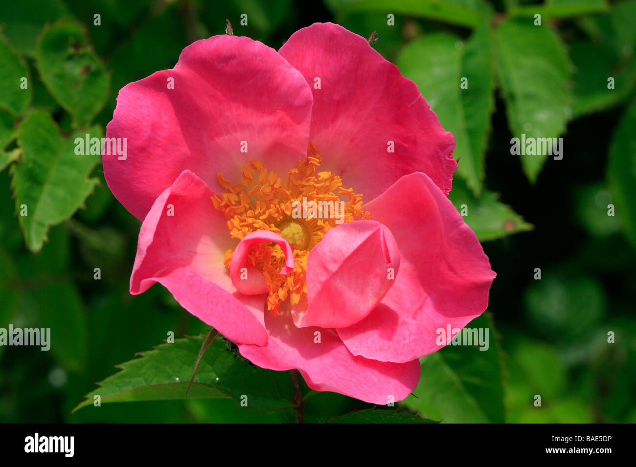 Rosa Complicata High Resolution Stock Photography and Images - Alamy