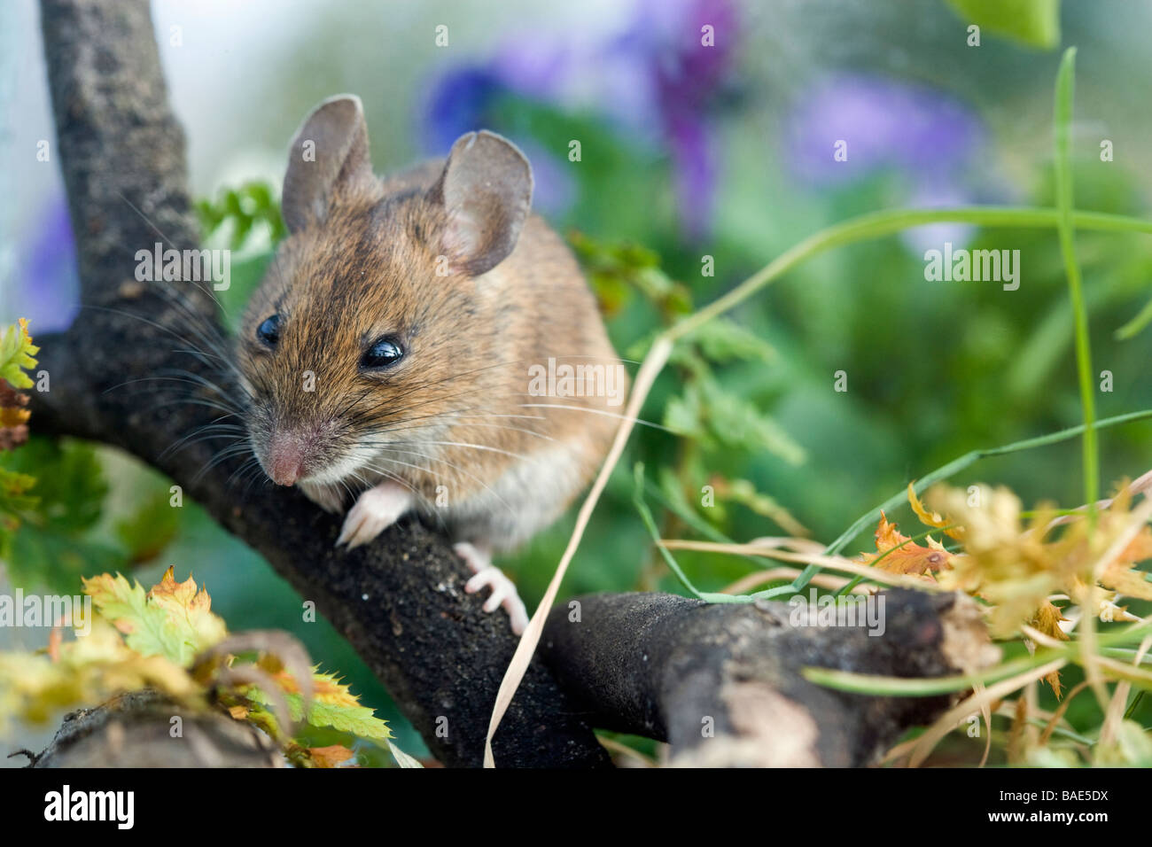 Yellow necked Mouse Stock Photo - Alamy