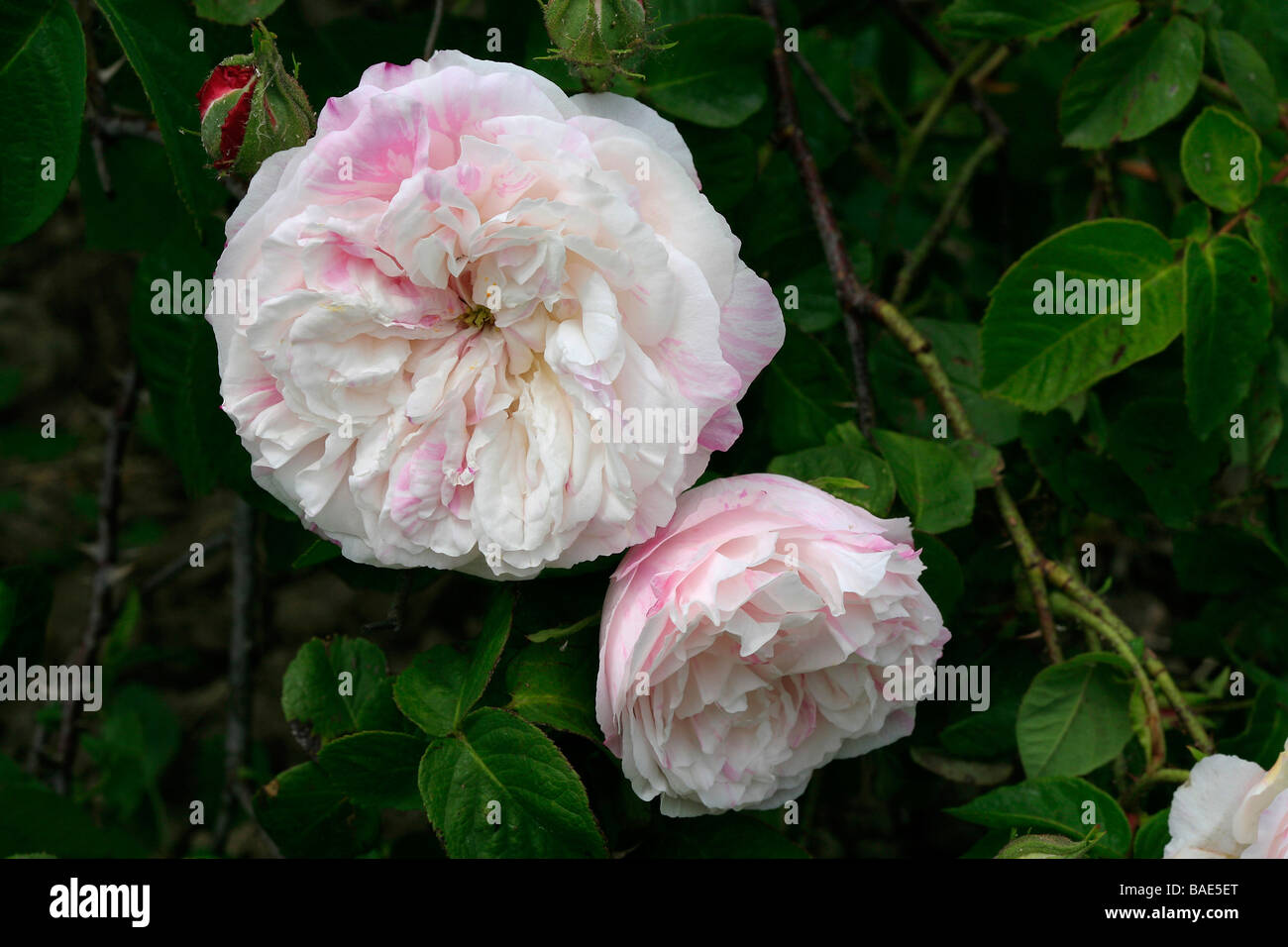Rosa centifolia Village Maid Stock Photo - Alamy