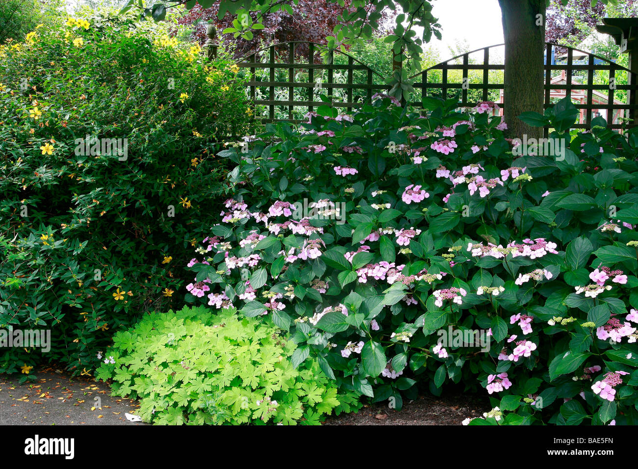 Geranium and hydrangea hi-res stock photography and images - Alamy
