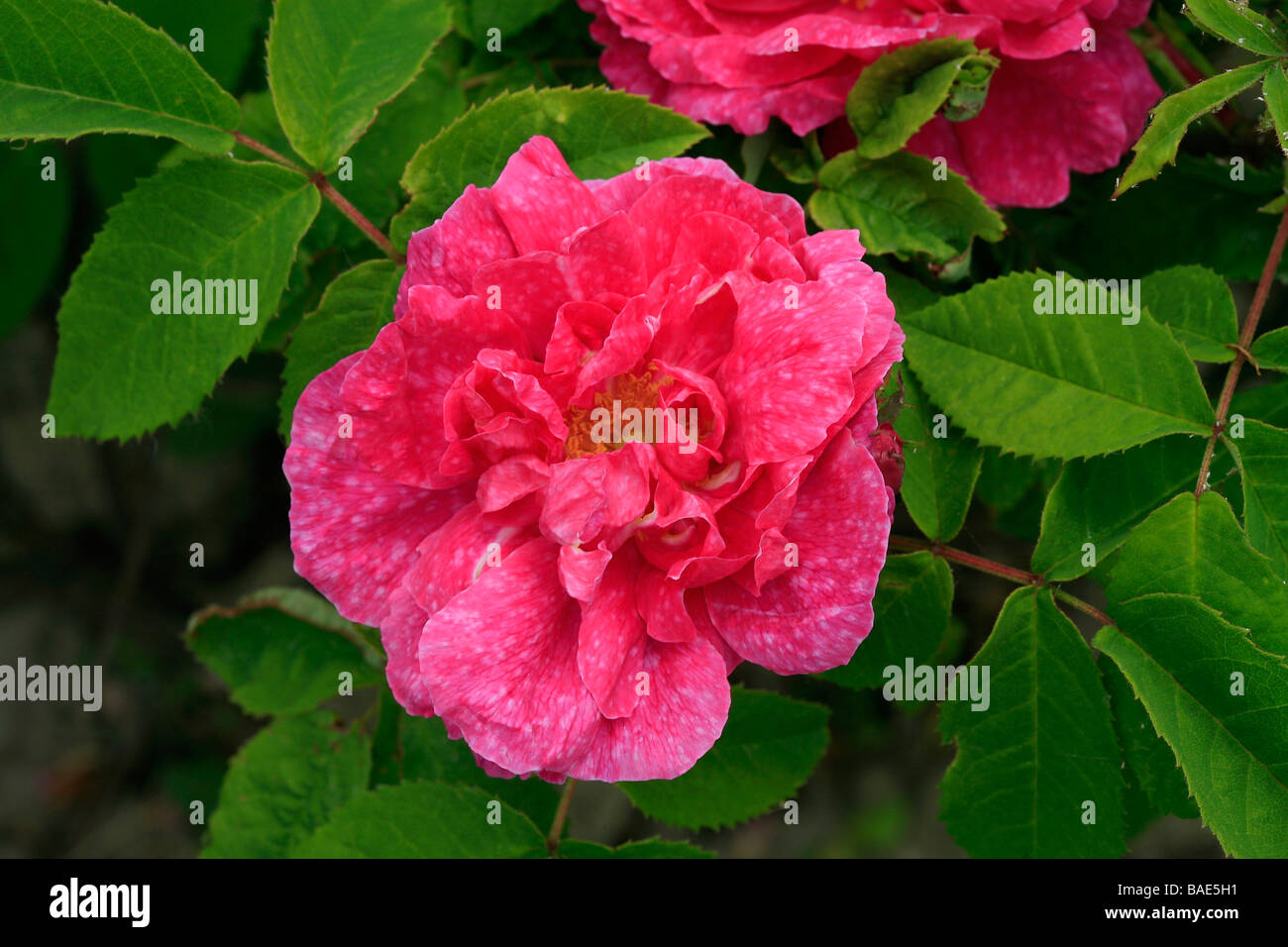 Rosa Portland Marbrï¿½e Stock Photo - Alamy