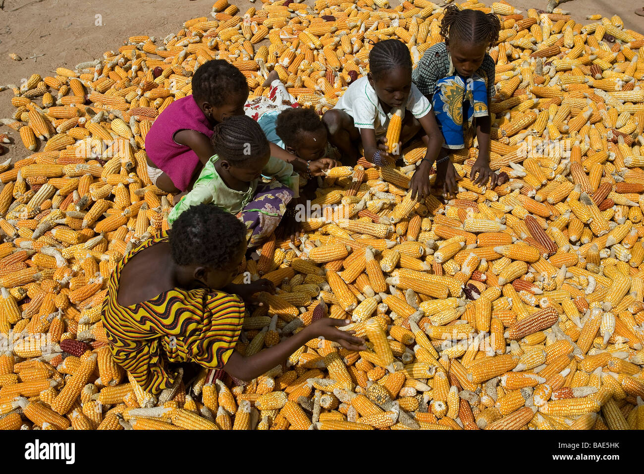 Harvesting Corn Africa Stock Photos & Harvesting Corn Africa Stock ...