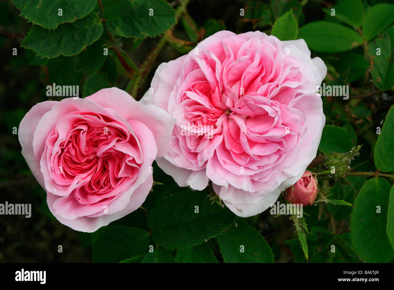 Rosa alba "Konigin von Danemark Stock Photo - Alamy
