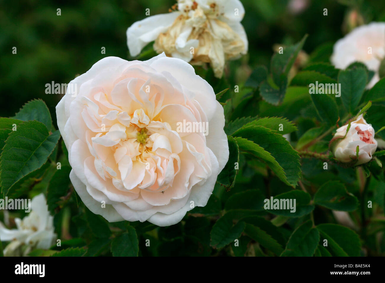 Blanche de belgique hi-res stock photography and images - Alamy