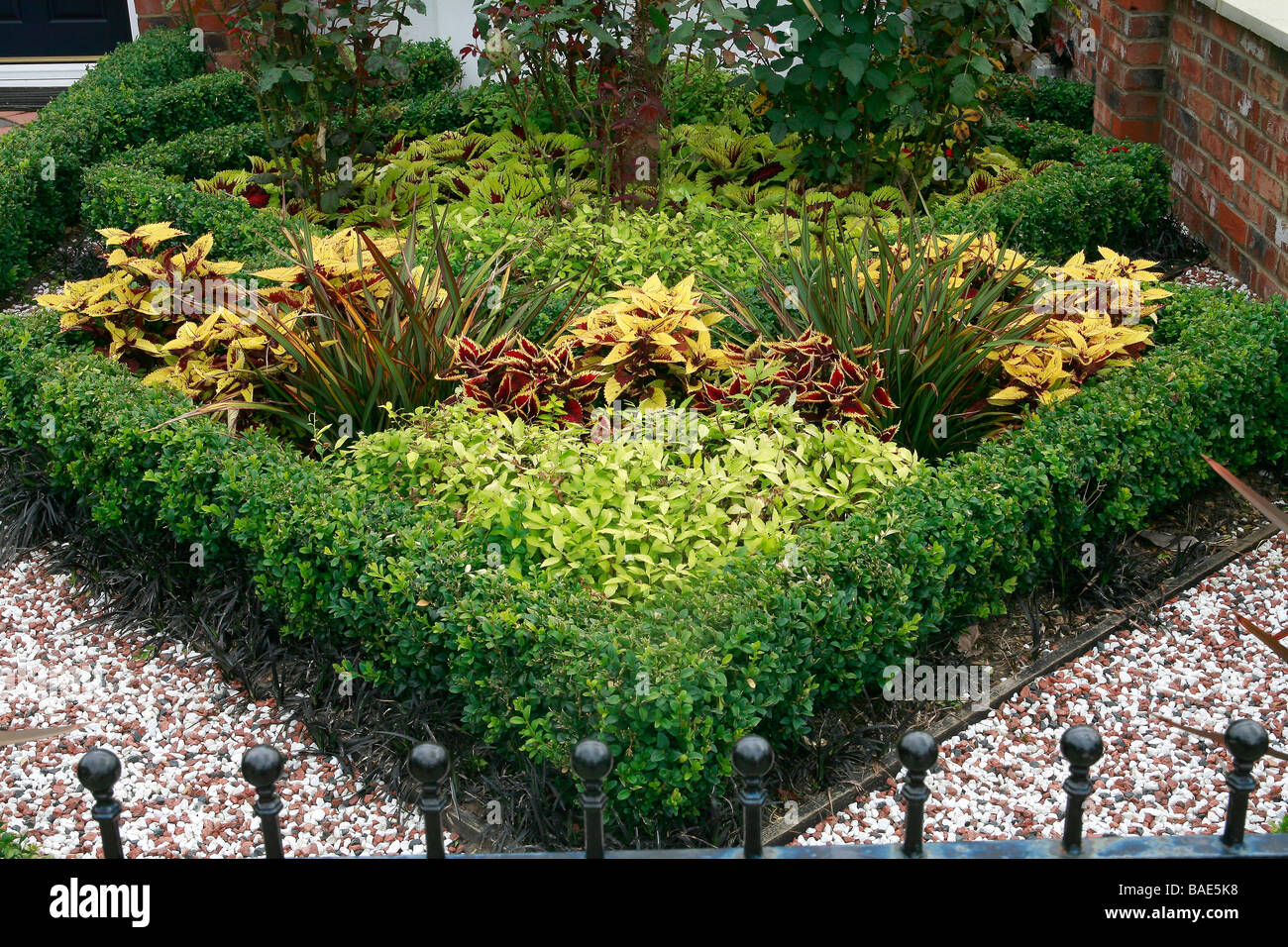 Flowerbed with Buxus, Coleus, Phormium Stock Photo - Alamy