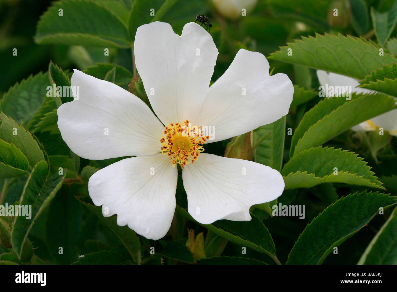 Rosa x alba Stock Photo - Alamy