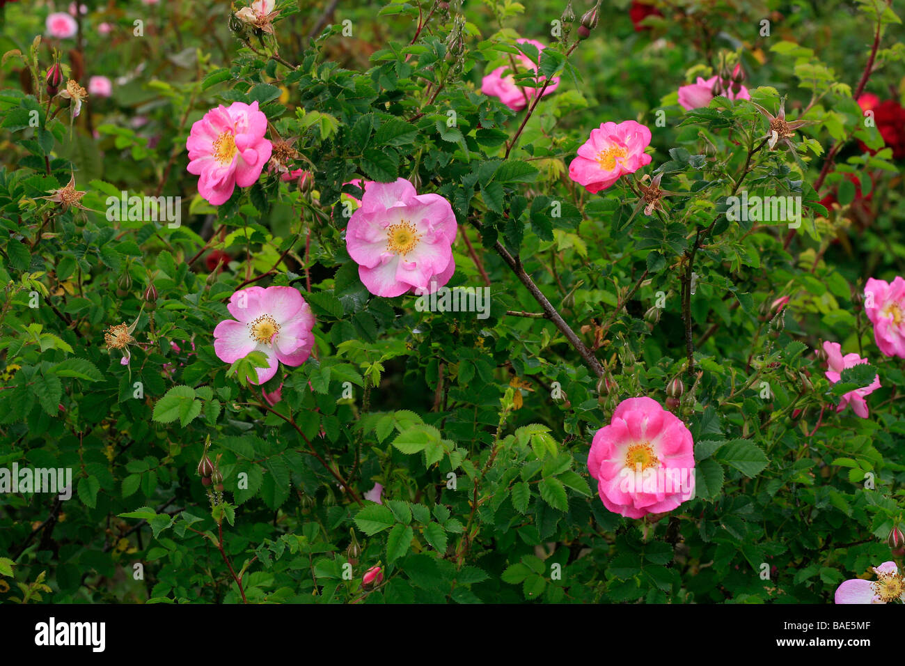 Rosa "Janet's Pride Stock Photo - Alamy