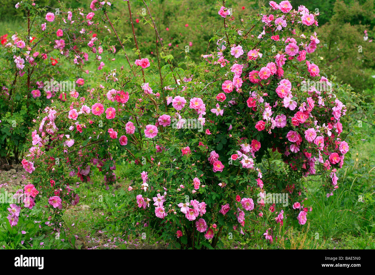 Rosa californica plena Stock Photo - Alamy