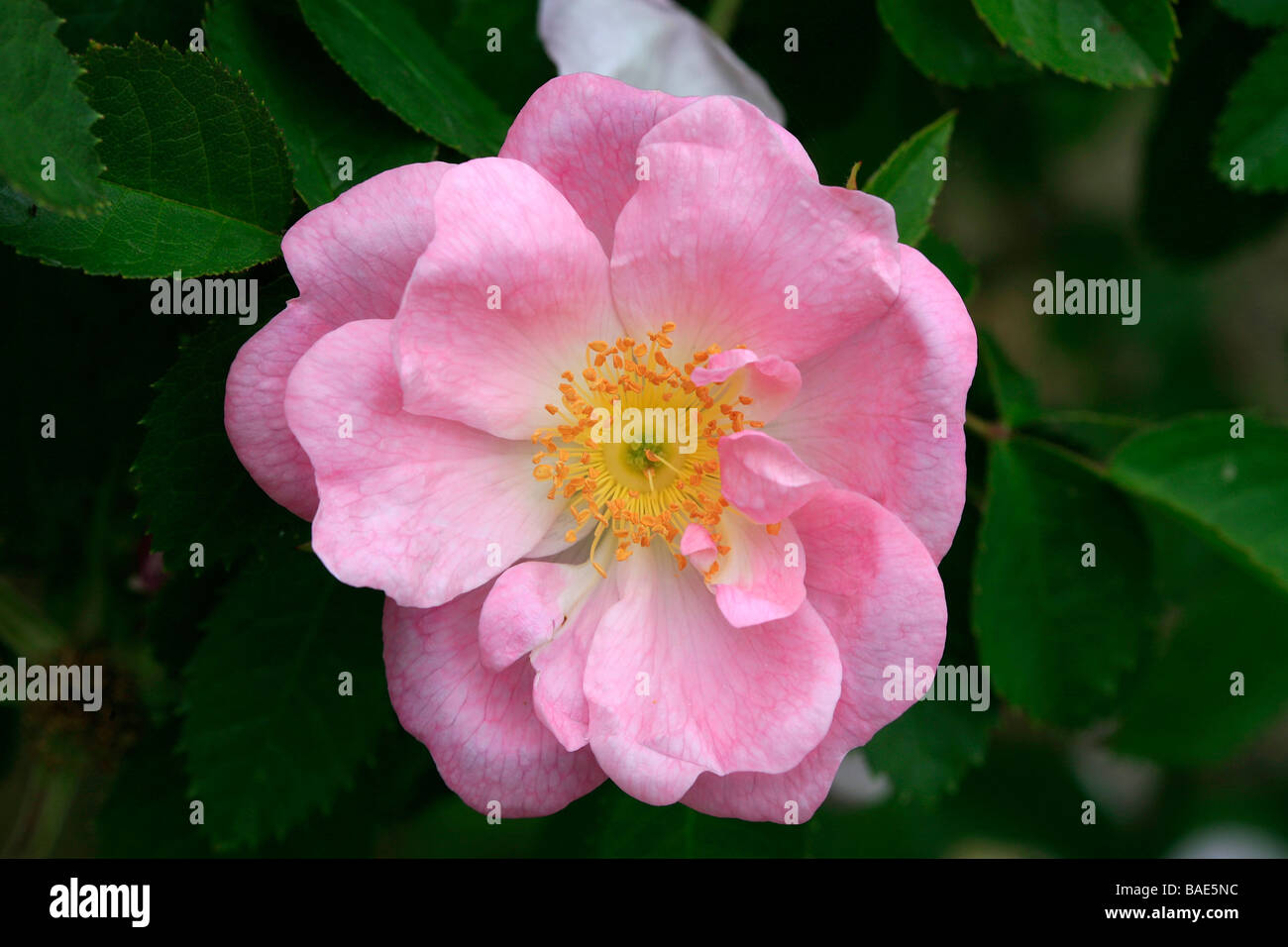 Rosa "Catherine Seyton Stock Photo - Alamy