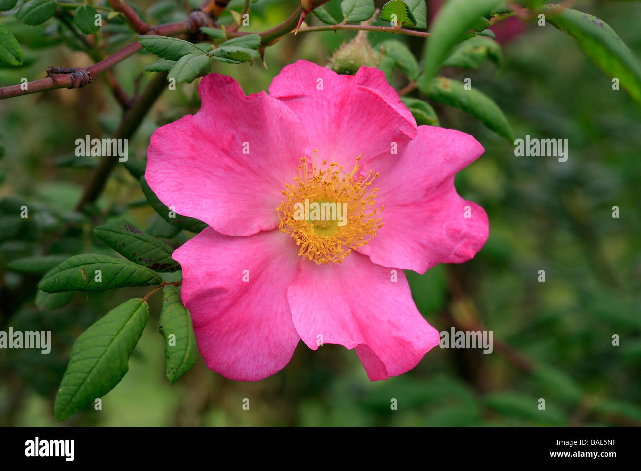 Rosa x coryana Stock Photo - Alamy