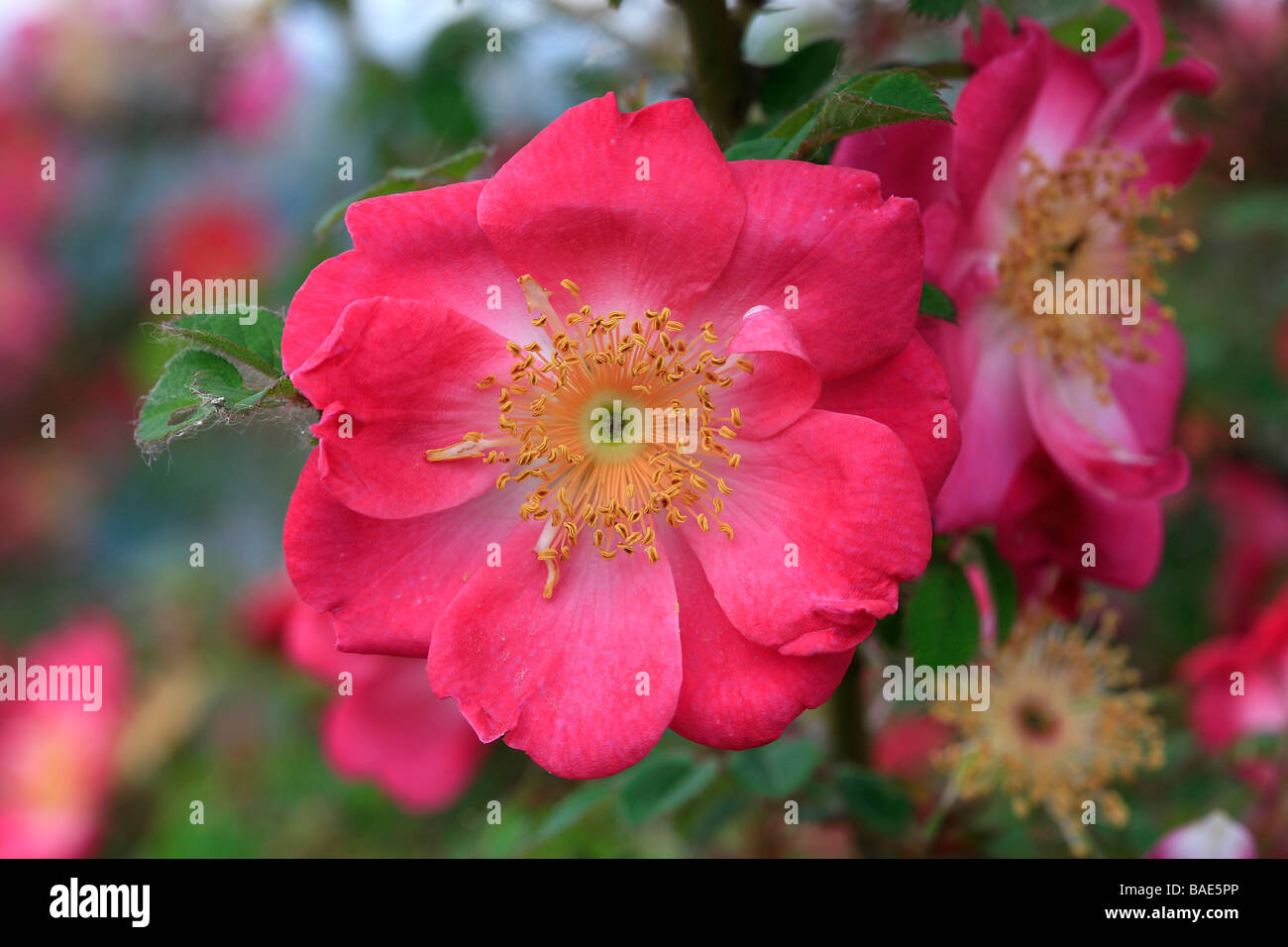 Eos hi-res stock photography and images - Alamy