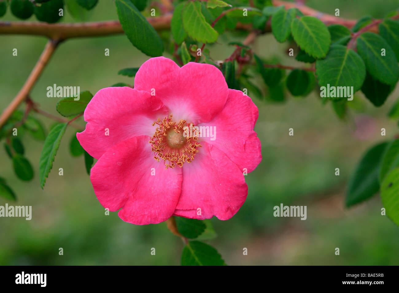 Moyesi hi-res stock photography and images - Alamy