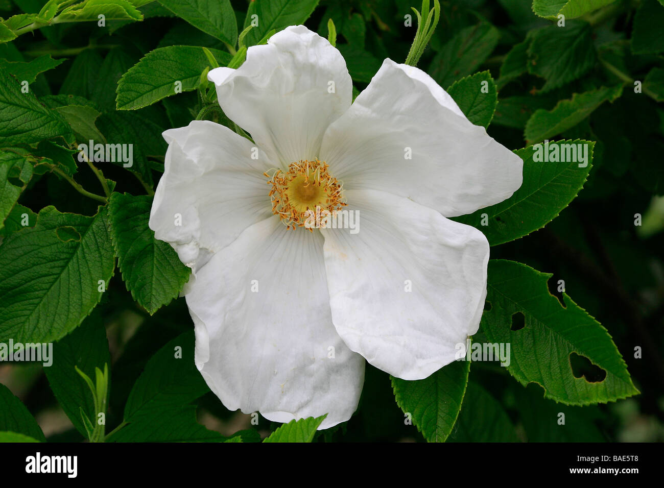 Rosa rugosa alba Stock Photo - Alamy