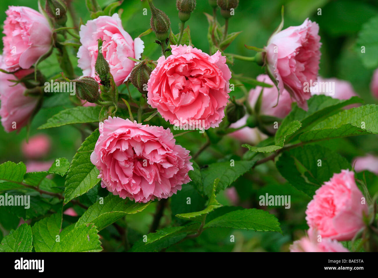 Rosa rugosa "Pink Grootendorst Stock Photo - Alamy