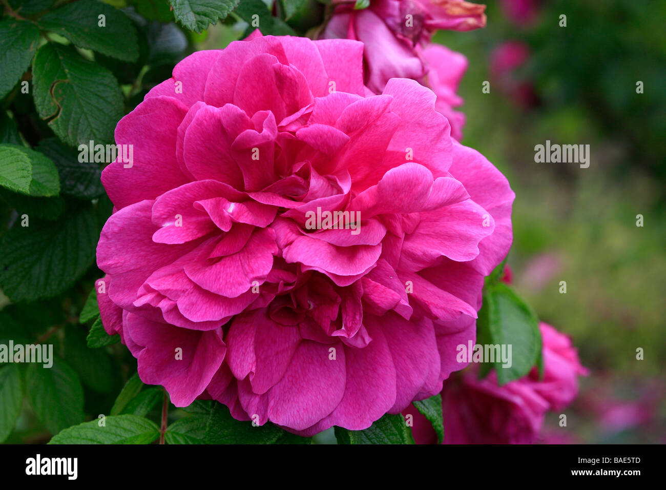 Rosa rugosa "Roseraie de l'Hay Stock Photo - Alamy