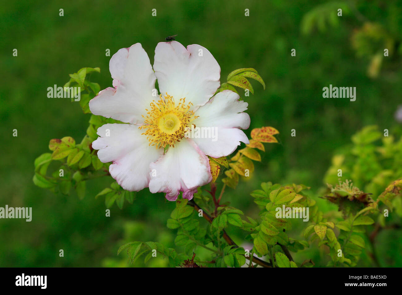 Roxburghii hi-res stock photography and images - Alamy