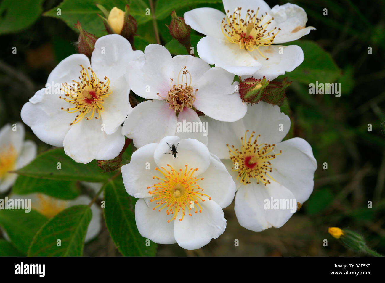 Rosa rubus hi-res stock photography and images - Alamy