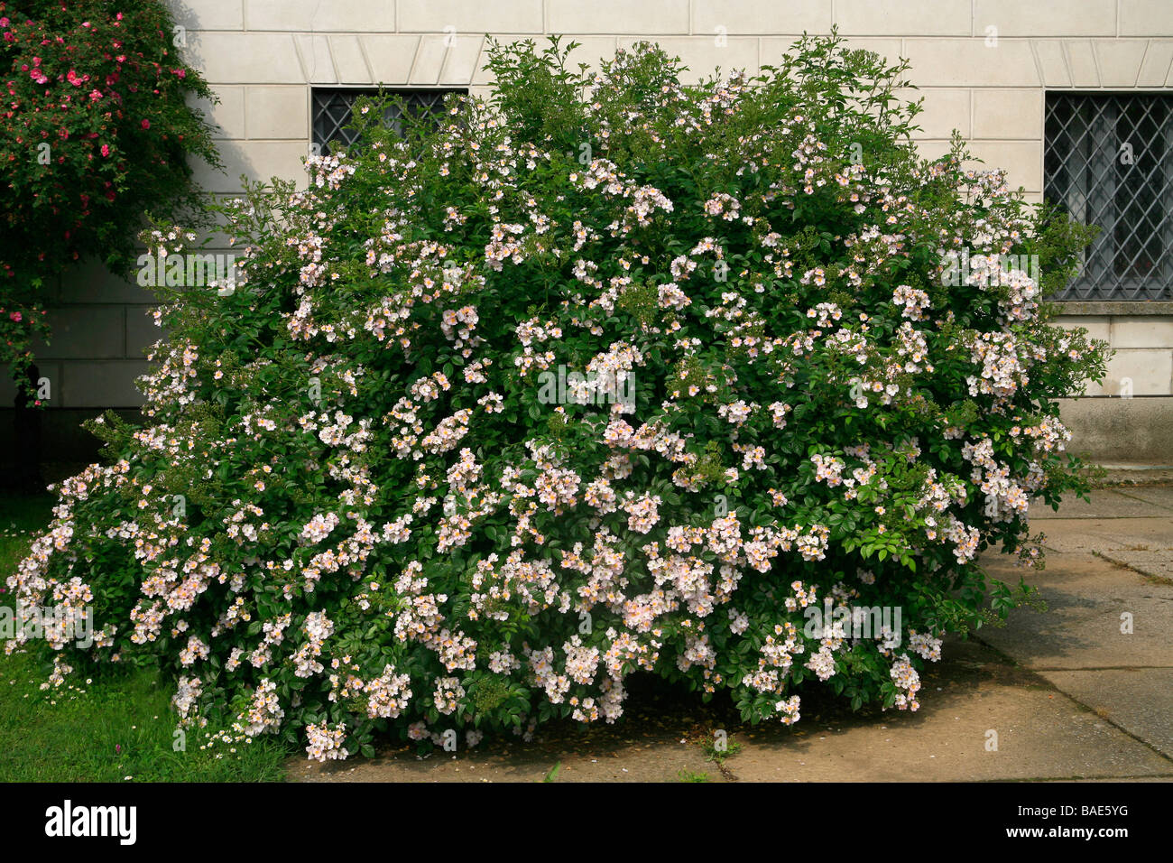 Rosa "Rose de Neige Stock Photo - Alamy
