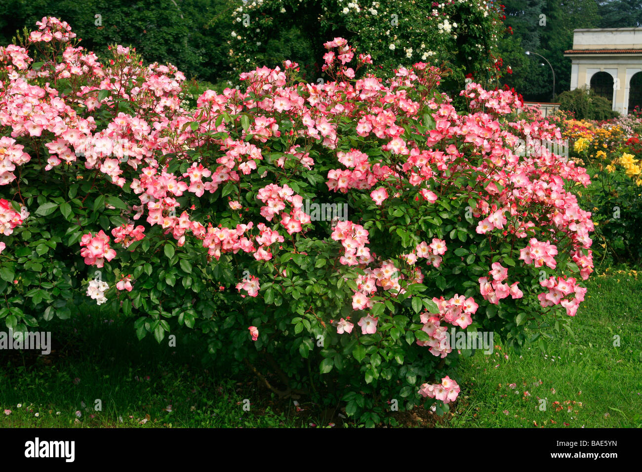 Rosa Rush High Resolution Stock Photography and Images - Alamy