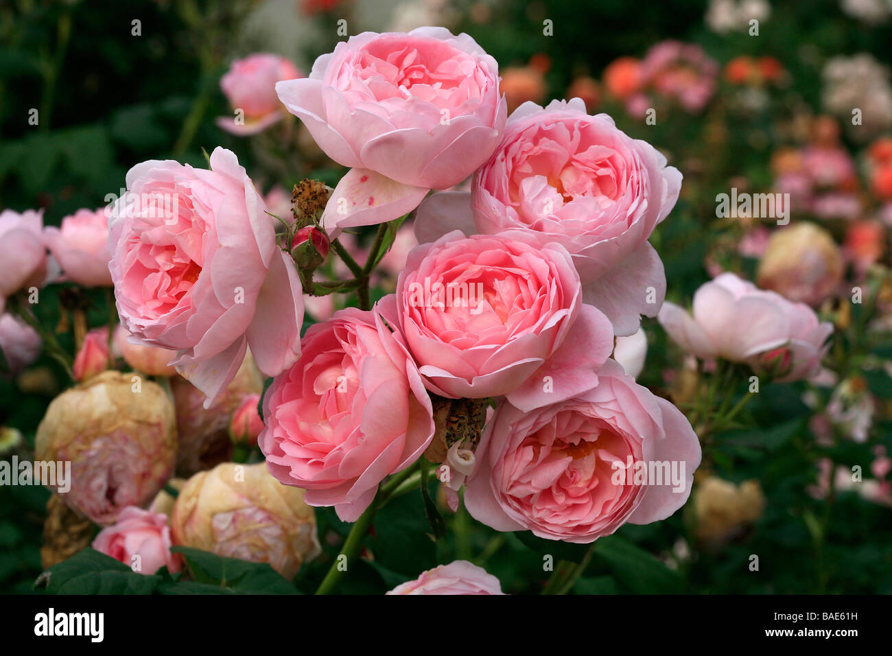 Scepterd isle hi-res stock photography and images - Alamy