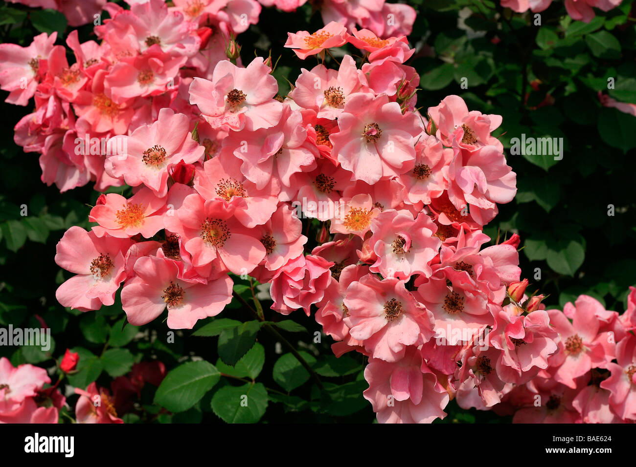 Rosa ramoicante "Incanto Stock Photo - Alamy