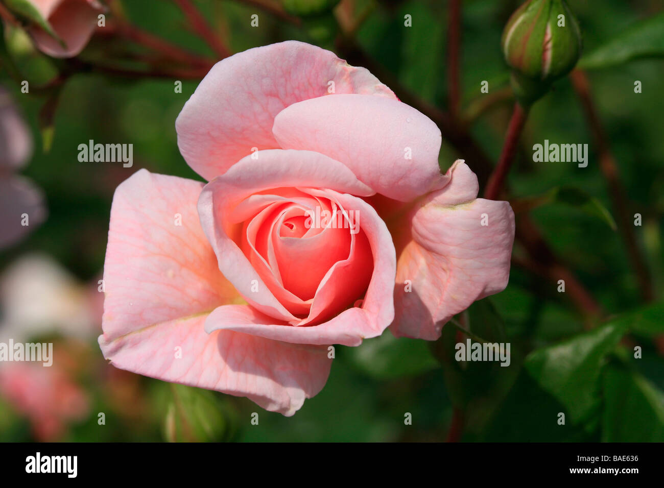Rosa rosendal hi-res stock photography and images - Alamy