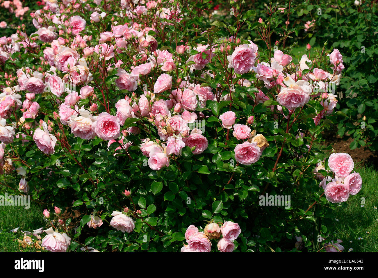 Rosa floribunda "Roseraie du Chatelet Stock Photo - Alamy