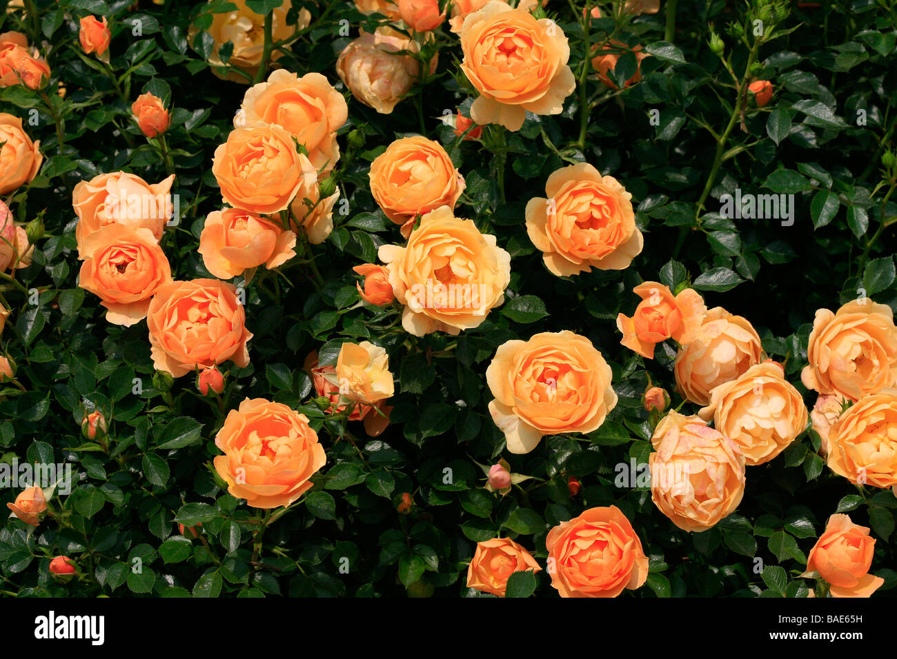 Rosa ground cover "Amber Cover Stock Photo - Alamy